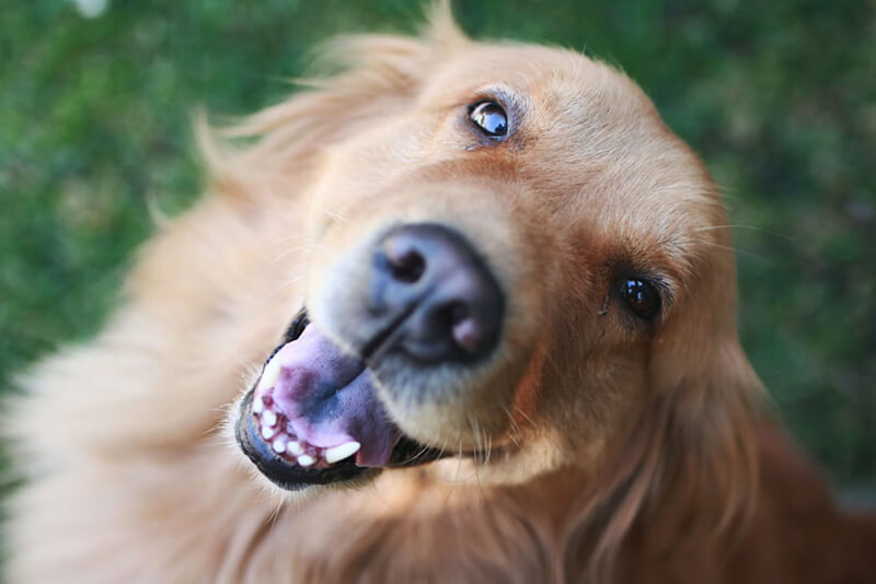 Why Do Dogs Smile With Teeth