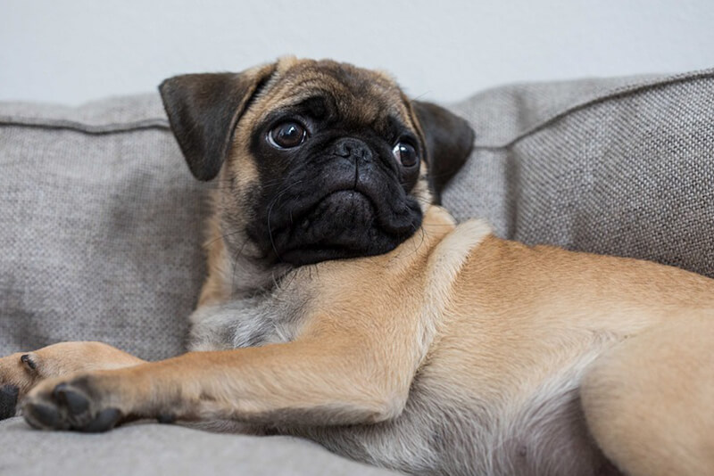 Why Are Pugs So Smelly
