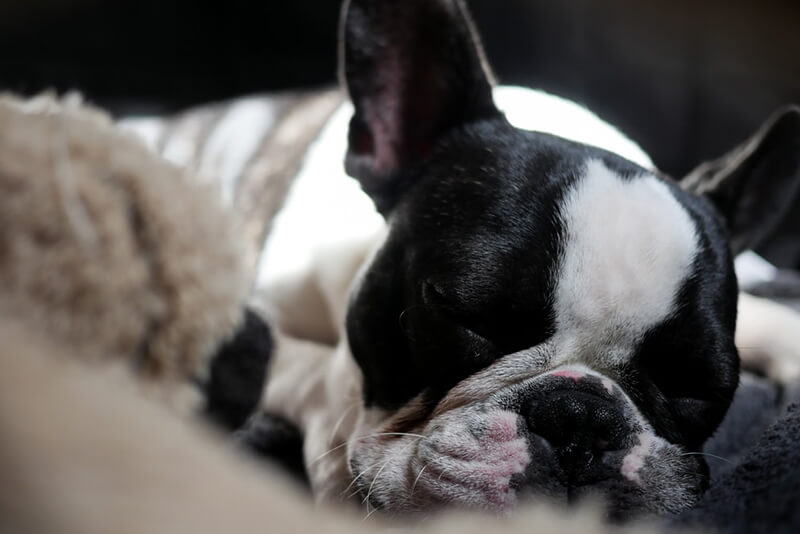 How Is Meningitis Treated In Dogs