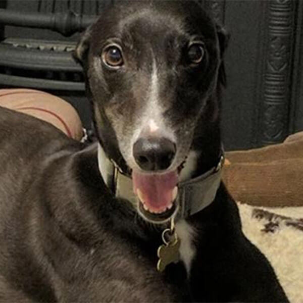 Our Healthy Dog Food Reviews - Pet's Lives We've Changed For The Better ...