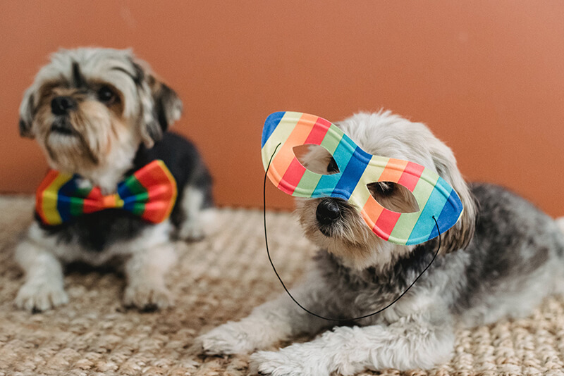 How Do They Know Dogs Are Colour Blind