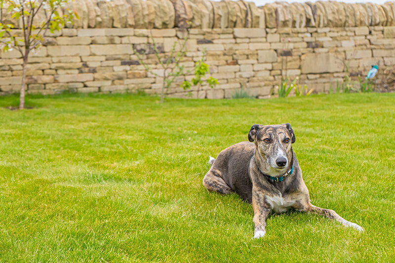 What Causes Lethargy In Dogs