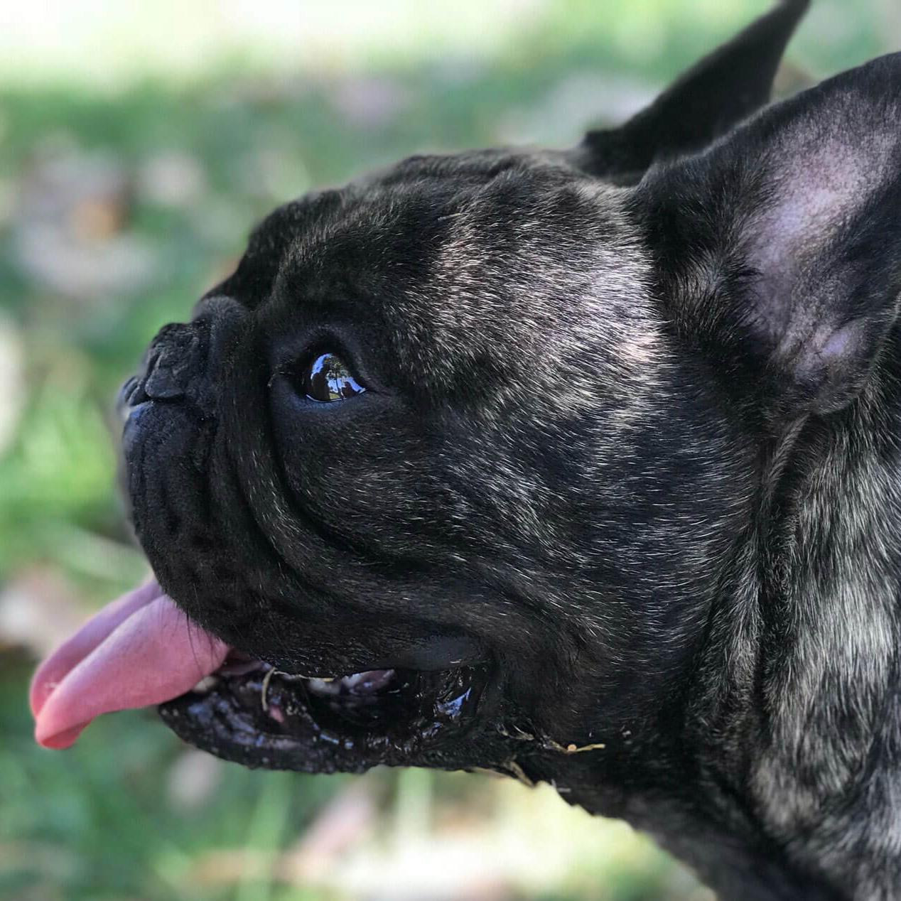 How Big Are French Bulldog Balls