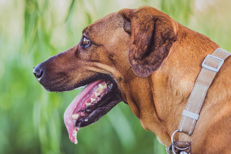 How To Keep Dog From Drooling On Furniture