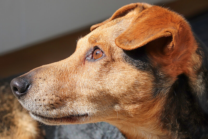 What Are The Signs Of A Fearful Dog