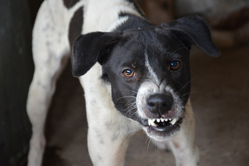 How Do You Know When Your Dog Is Angry