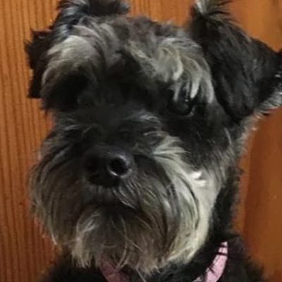 Our Healthy Dog Food Reviews - Pet's Lives We've Changed For The Better ...