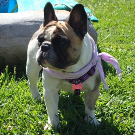 Our Healthy Dog Food Reviews - Pet's Lives We've Changed For The Better ...