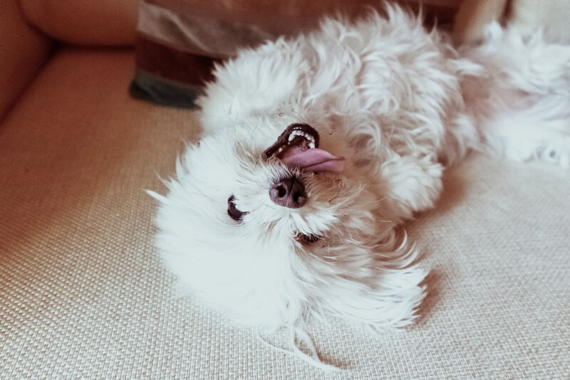 Are Cane Paratore Hypoallergenic