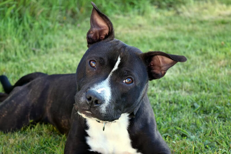 Furunculosis In Dogs