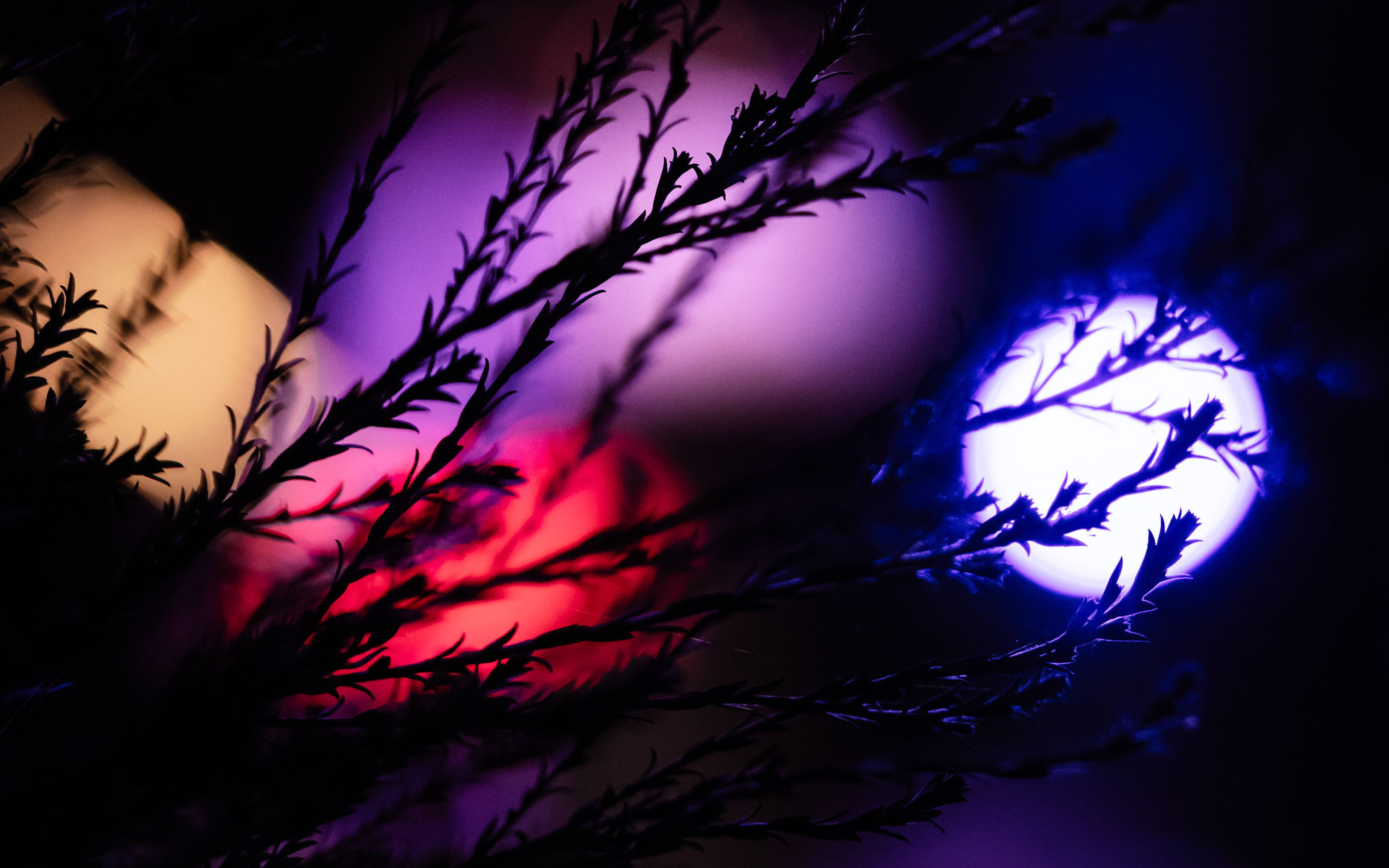 Lunar New Year | Peninsula Hot Springs