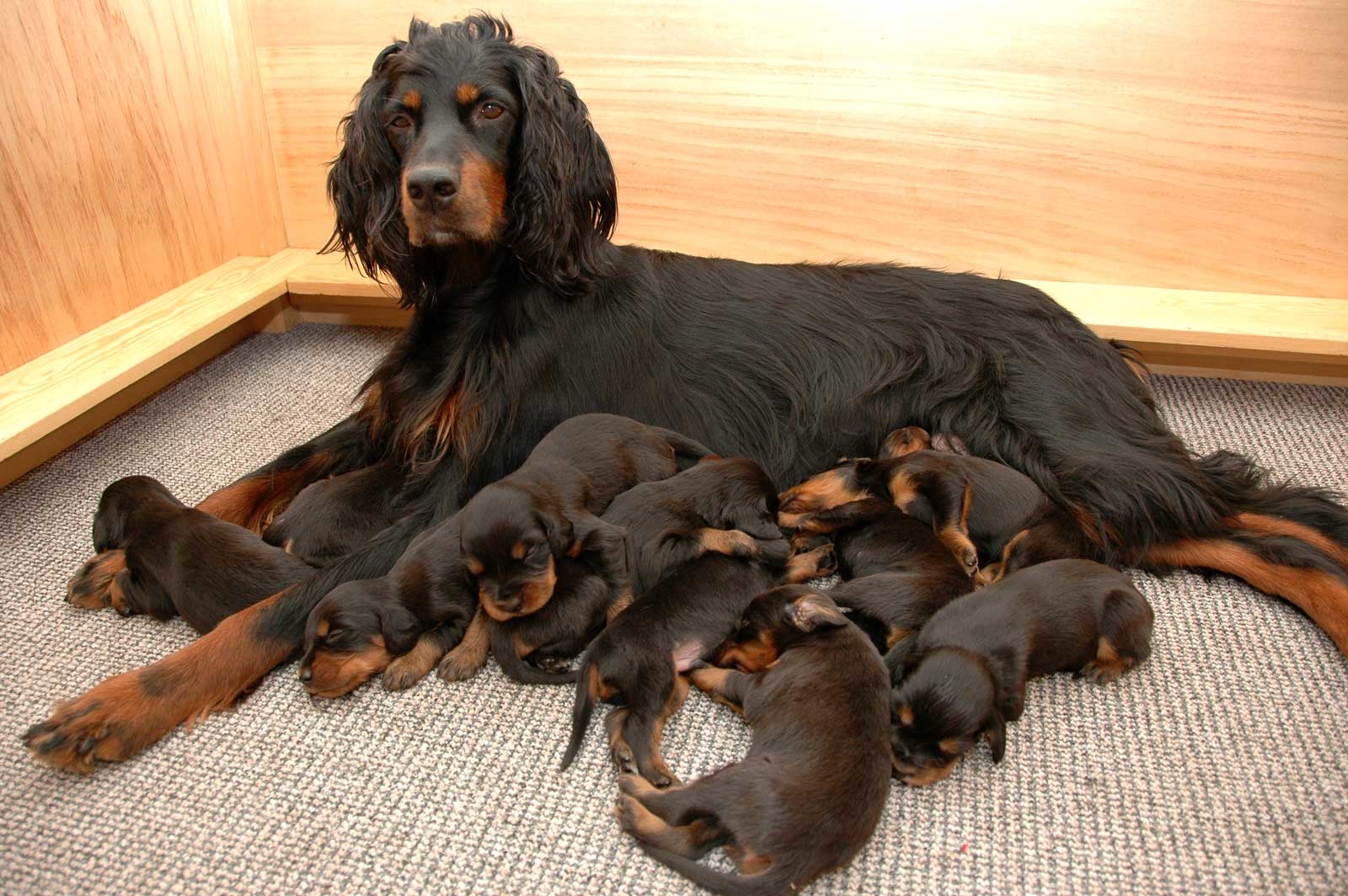 Valper på jakthund - dette må du tenke på | JEGER.NO