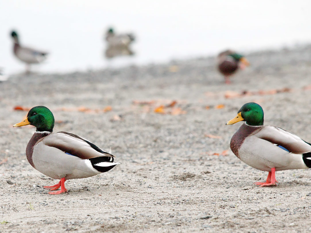 Andejakt - råd og tips for vellykket andejakt | JEGER.NO