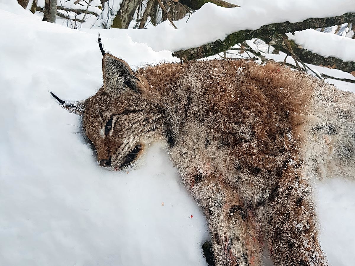 Minst 36 gauper felt siden jaktstart | JEGER.NO