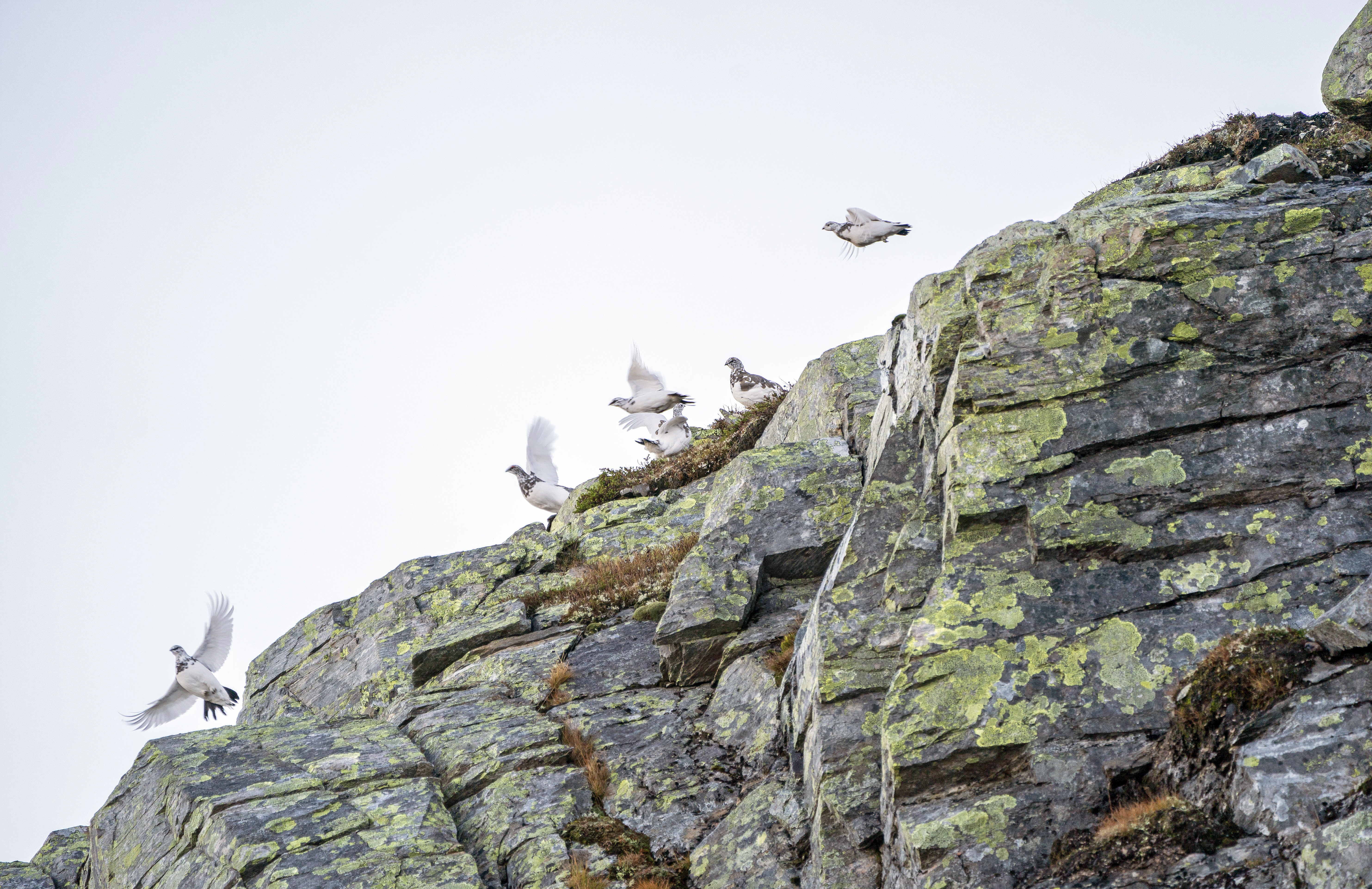 Tips til rypejakt | JEGER.NO