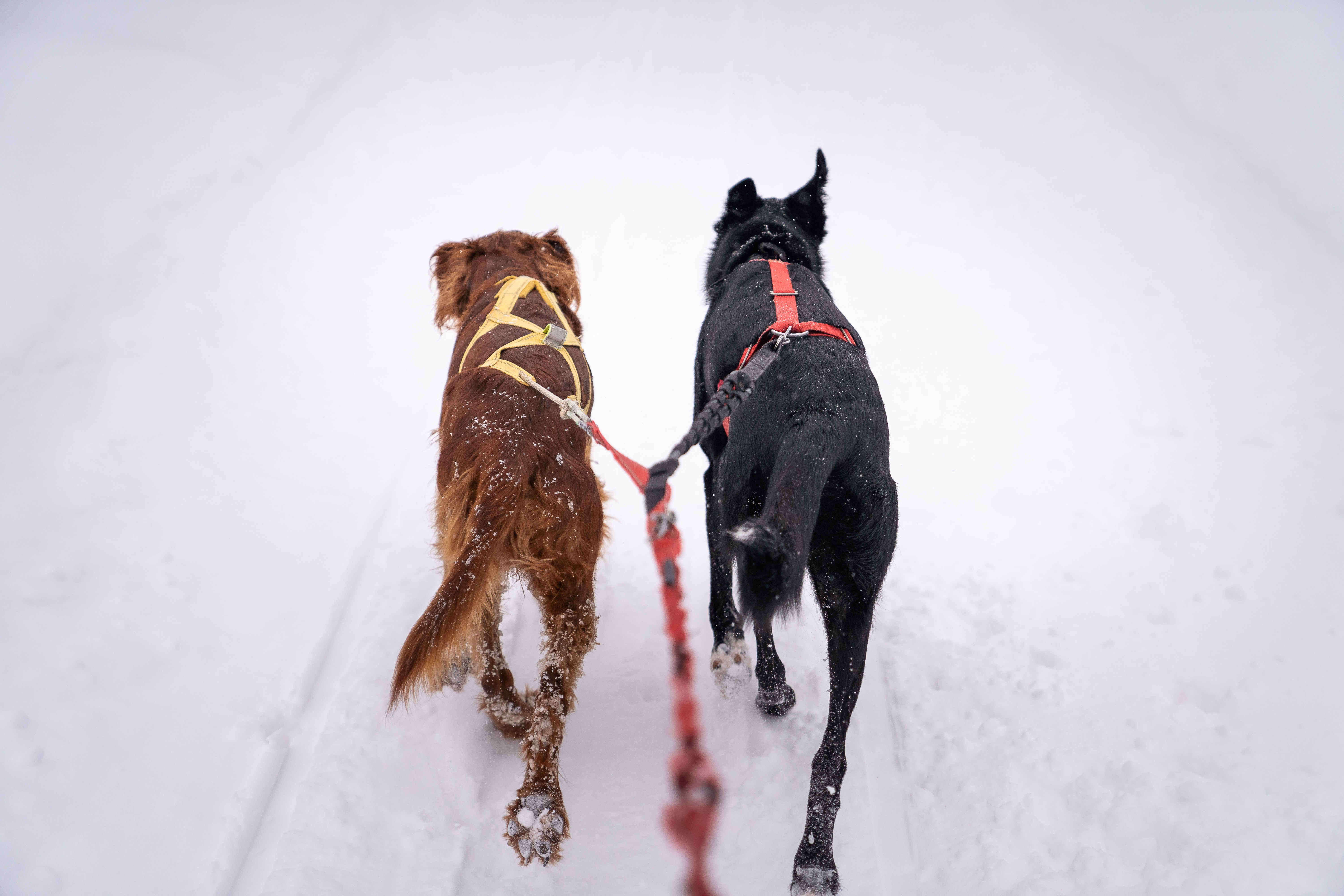 Hund i skiløypa – langrenn | JEGER.NO