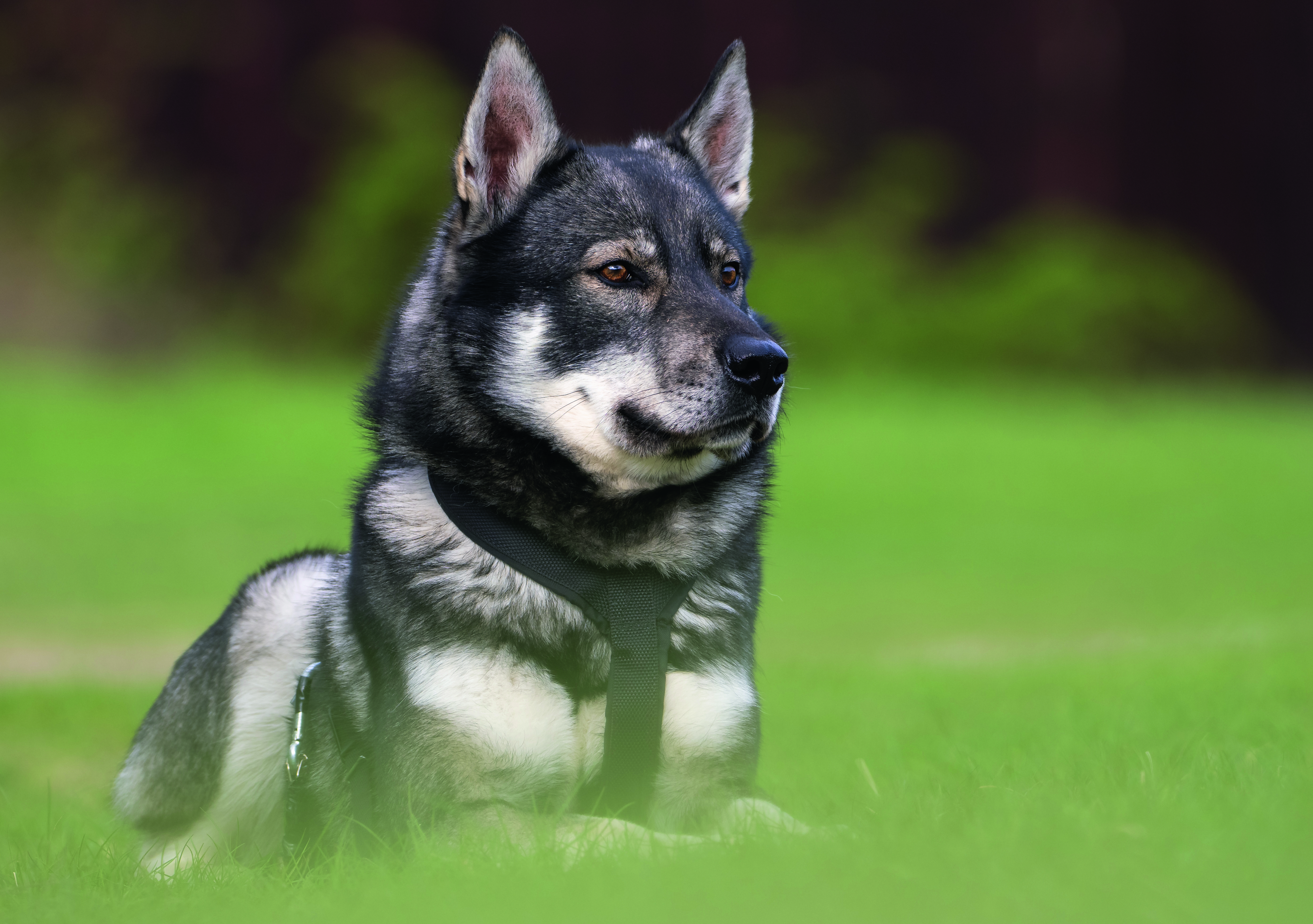 Jakthund: Hvordan trene valpen? | JEGER.NO