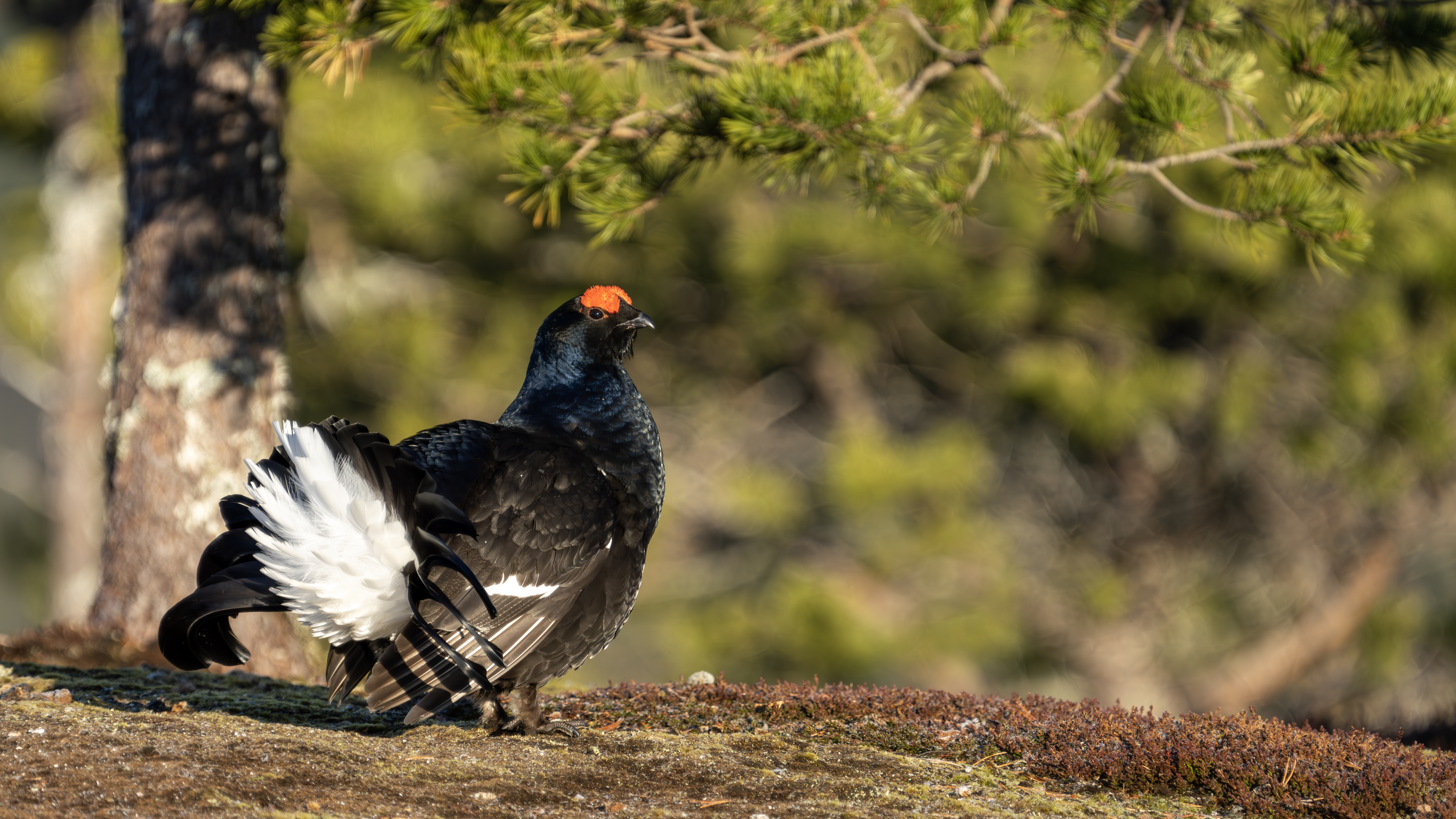 Orrfuglleik i soloppgang | UTEMAGASINET.NO
