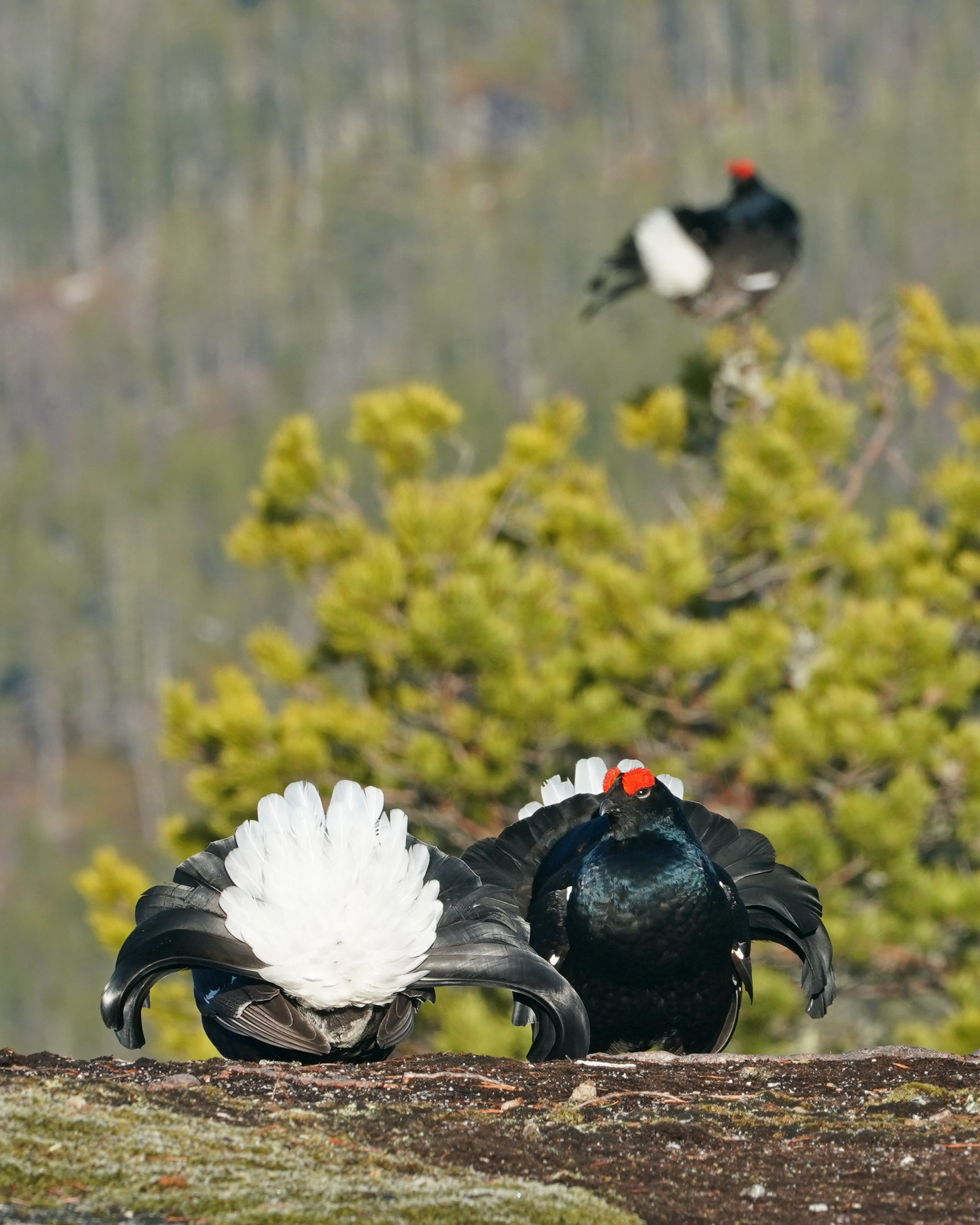 Orrfuglleik i soloppgang | UTEMAGASINET.NO