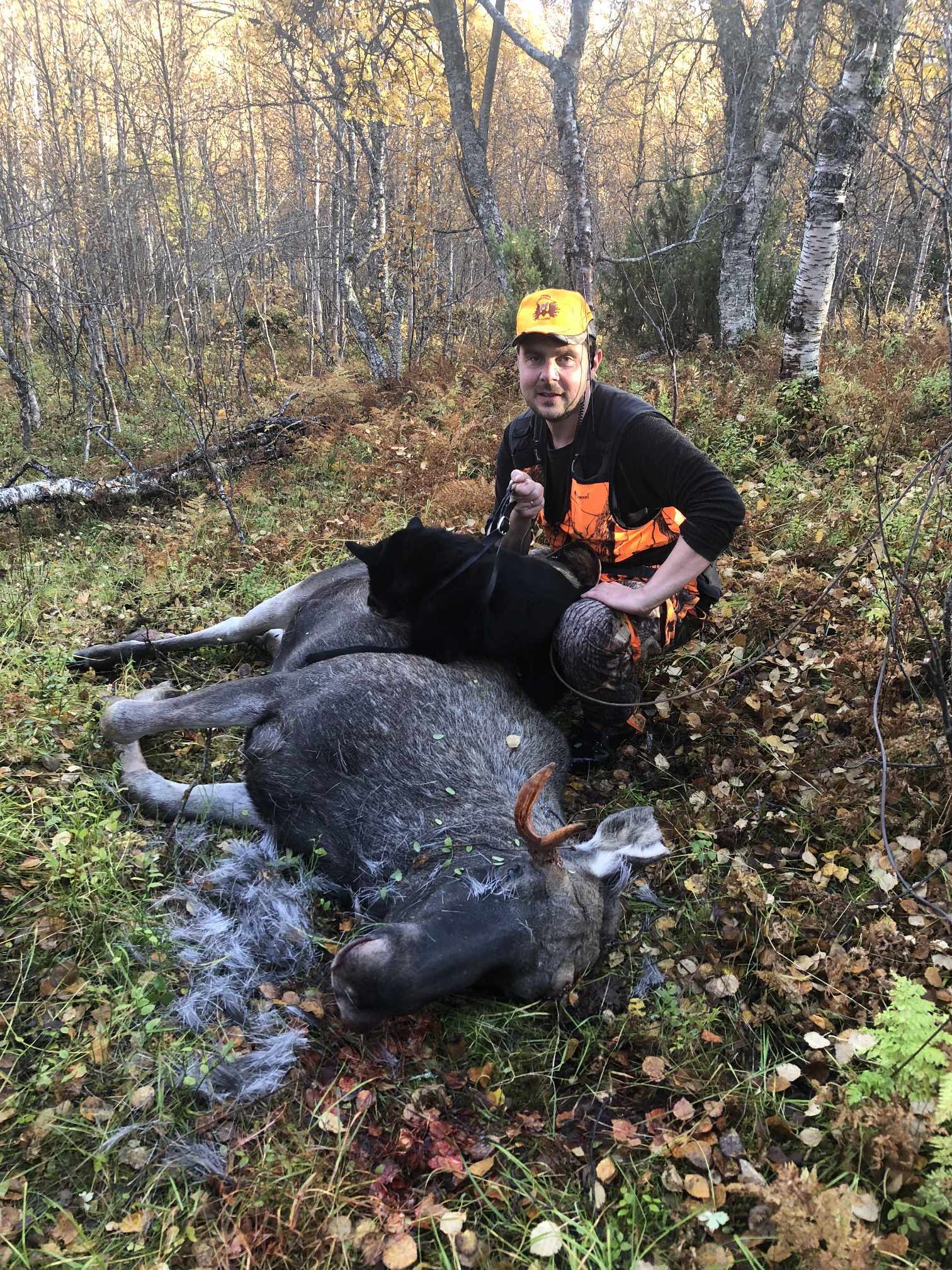 Guide: Slik kommer du i gang med elgjakt | JEGER.NO