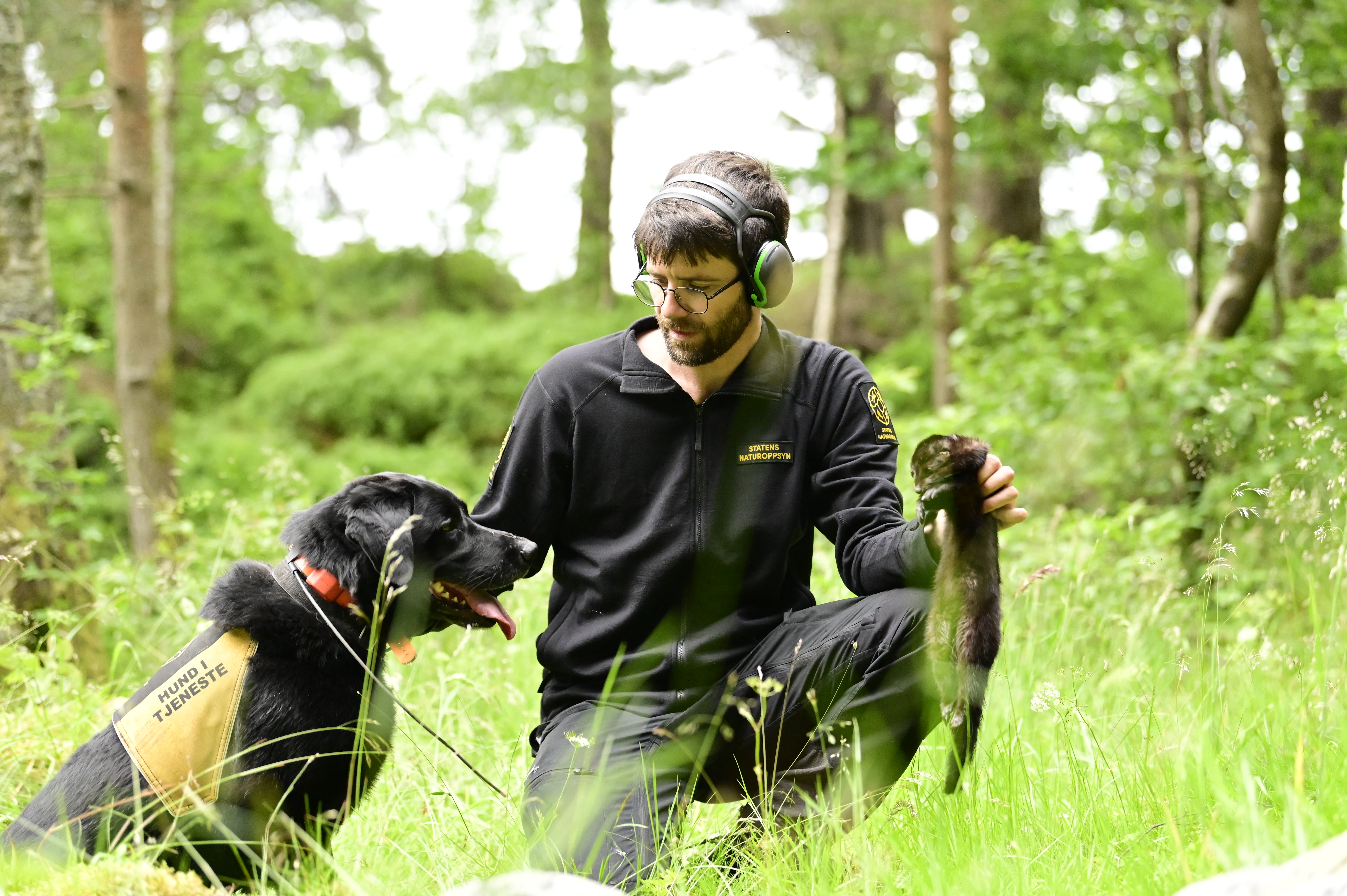 Minkjakt med hund: Slik jakter SNO og jegerne mink | JEGER.NO