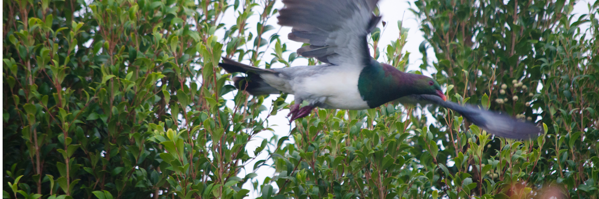 TMKR: E angitu ai te ākonga: E tautoko ana i ngā tini kaupapa o te Pāngarau
