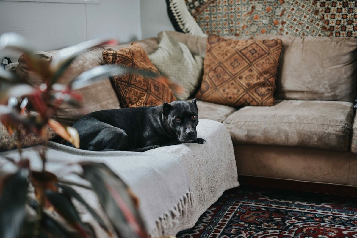 Pet Friendly Design: Chọn thiết kế nội thất nào cho không gian có thú cưng?