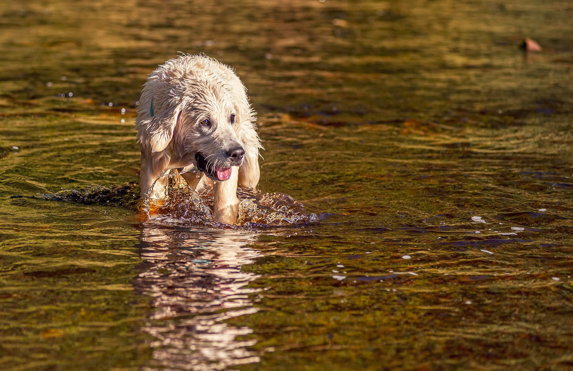 Stunning Dog Photography in Sheffield