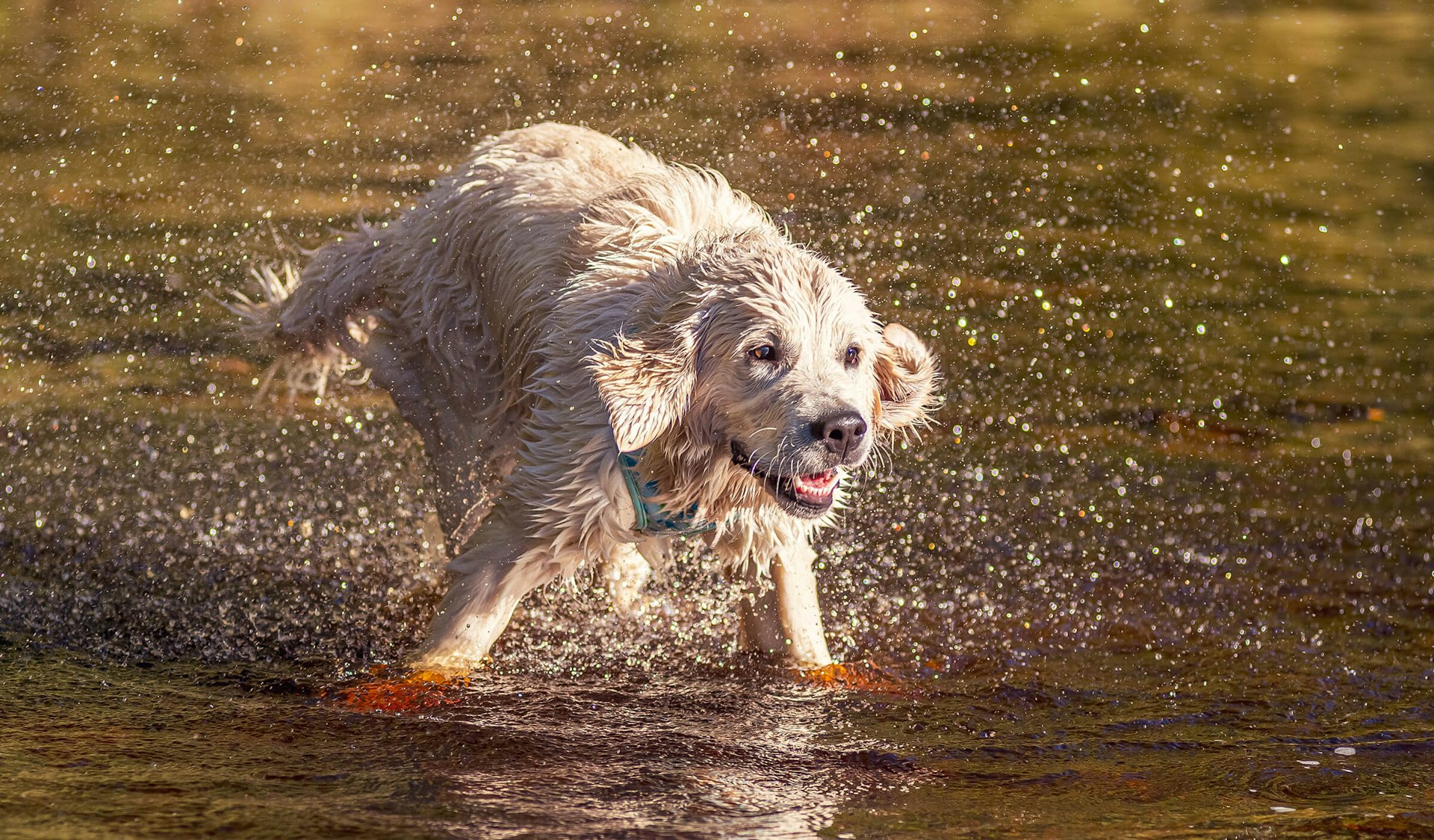 Stunning Dog Photography in Sheffield
