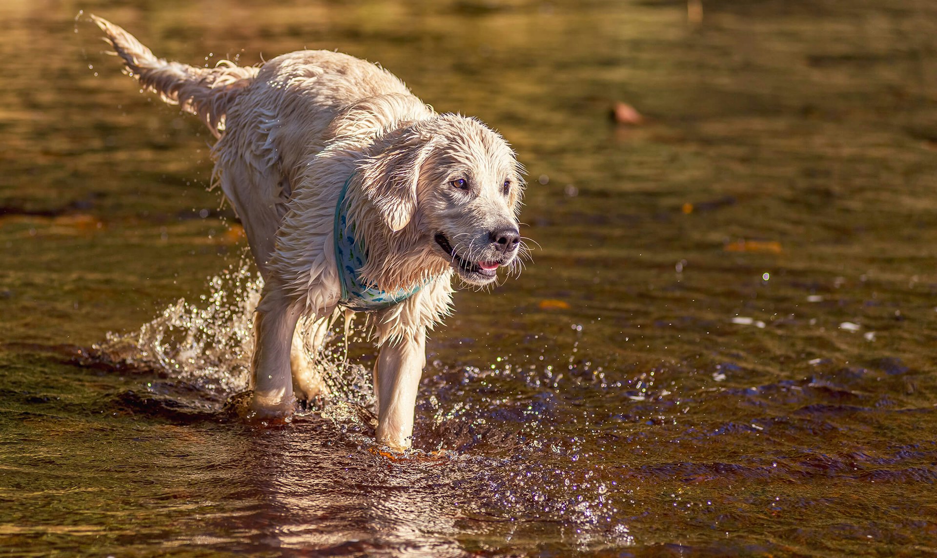 Stunning Dog Photography in Sheffield