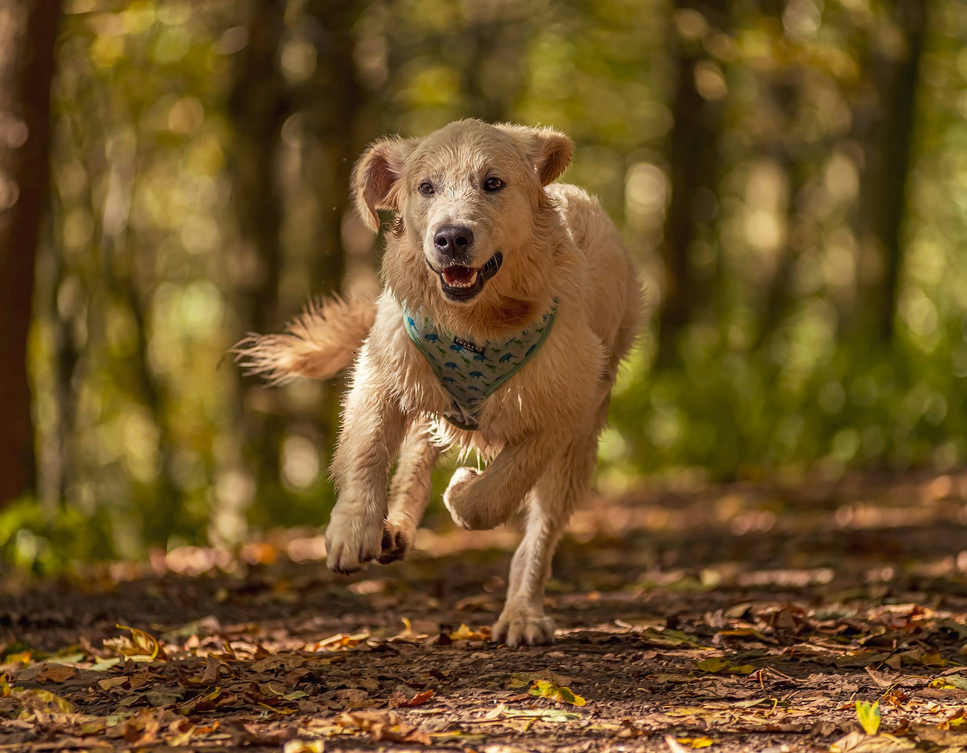 Stunning Dog Photography in Sheffield