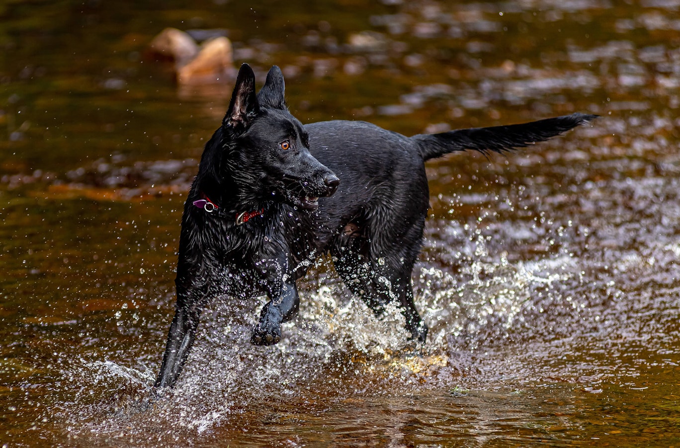 Stunning Dog Photography in Sheffield