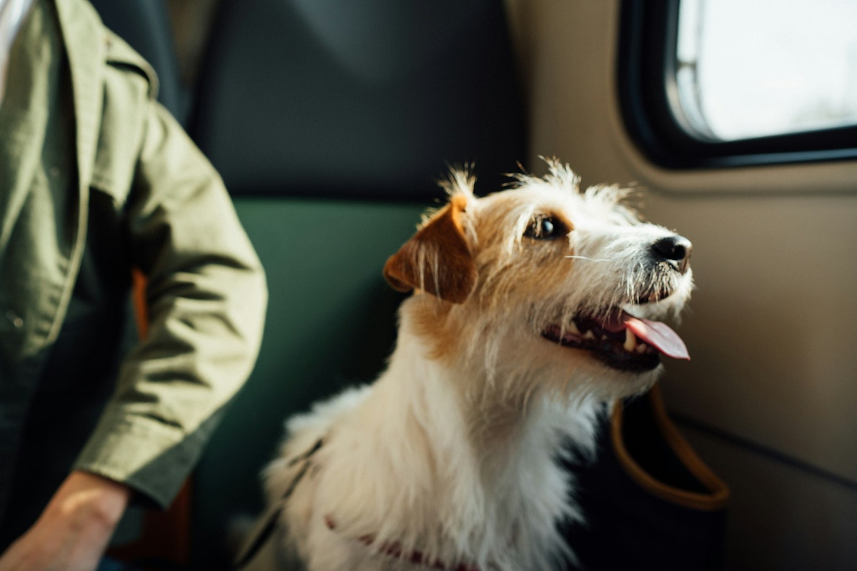 A guide to dog-friendly travel in Europe