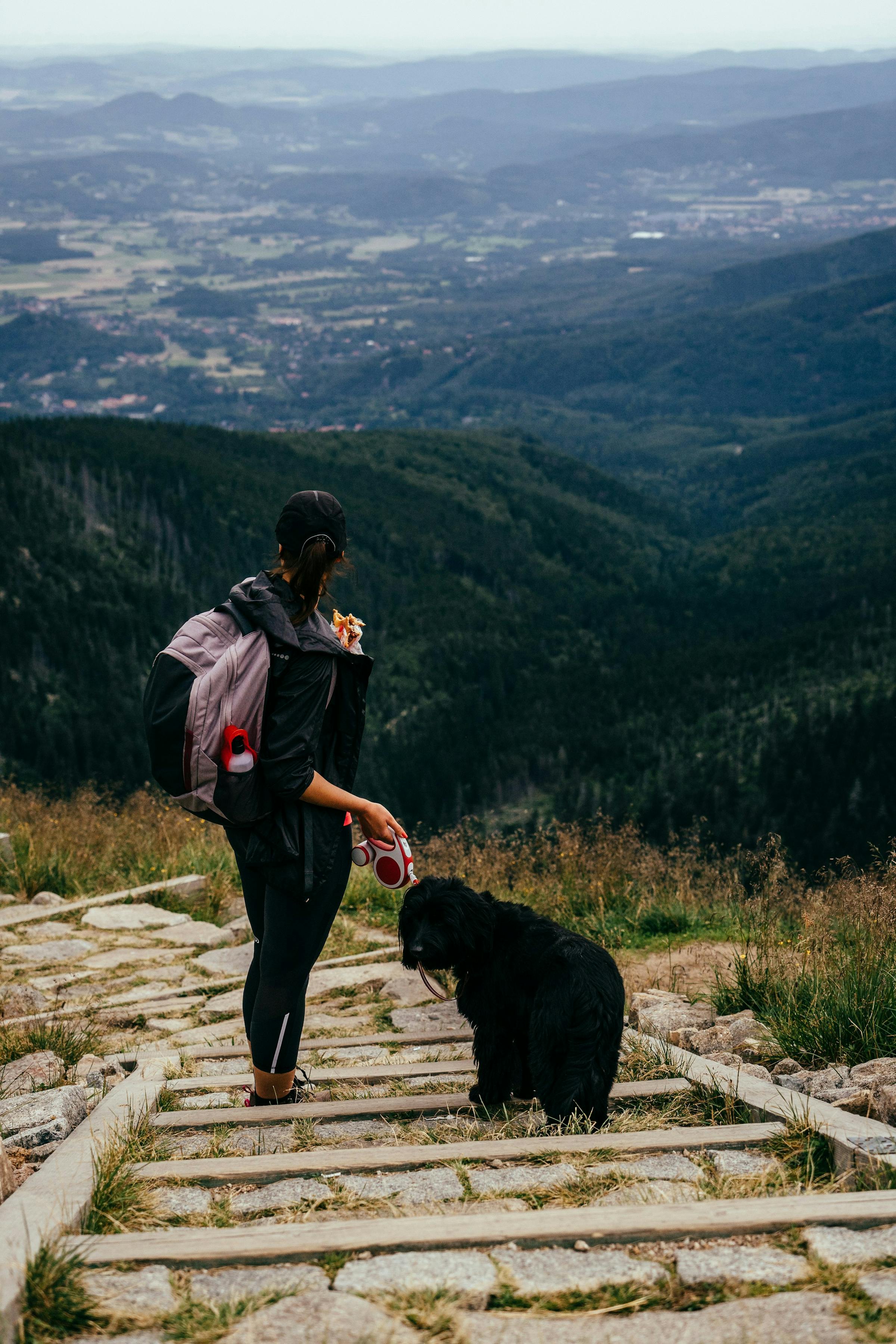 A guide to dog-friendly travel in Europe
