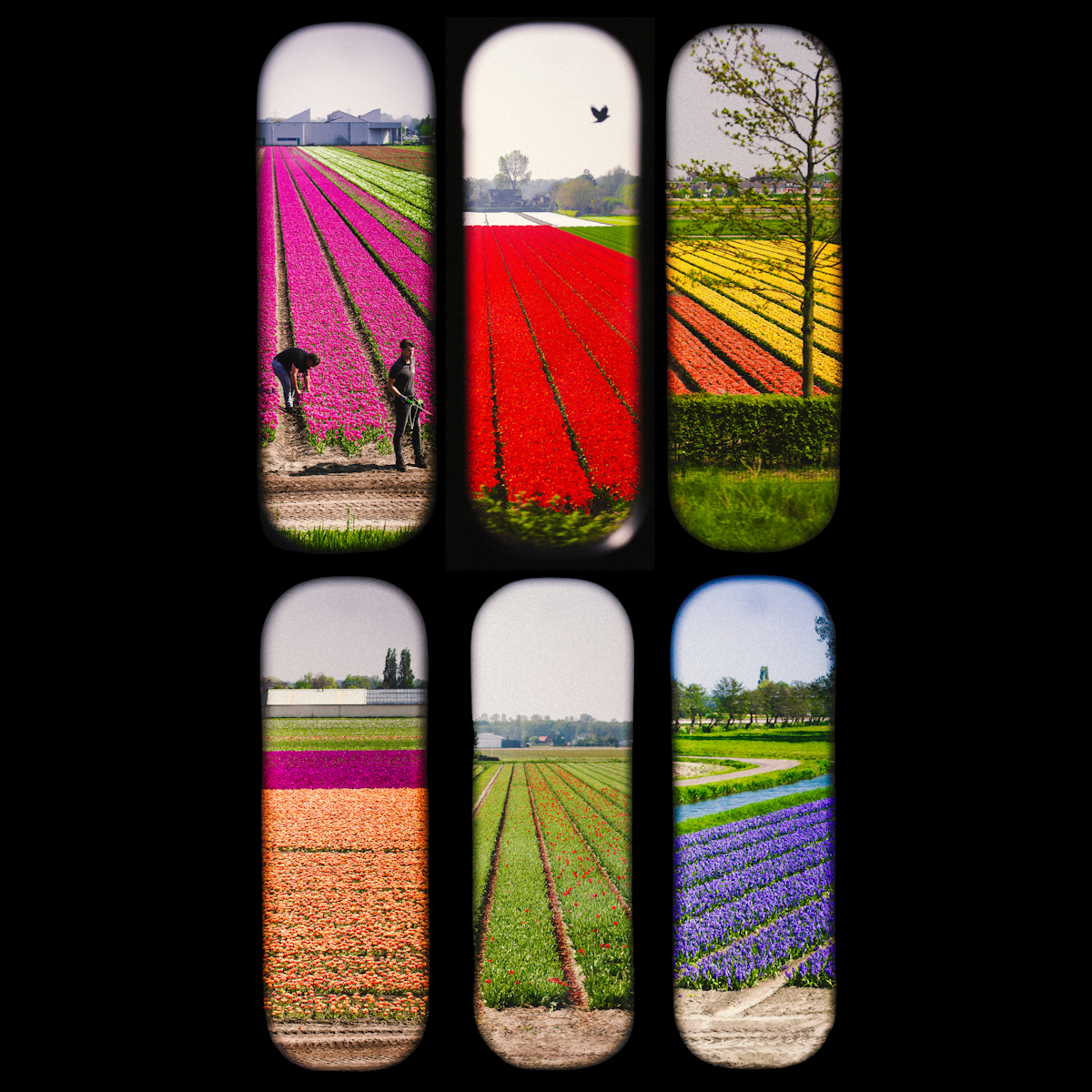 Katie Edwards: tulips by train