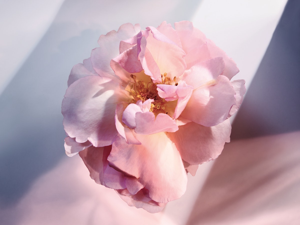 This iconic perfume Miss Dior is reimagined