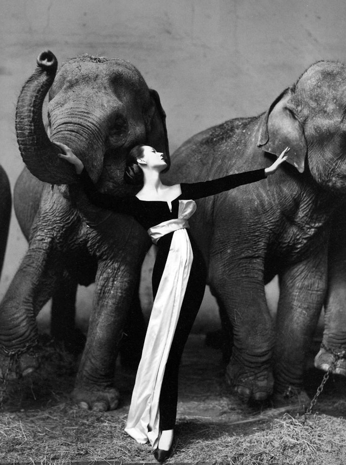 Must-Visit: Iconic Avedon