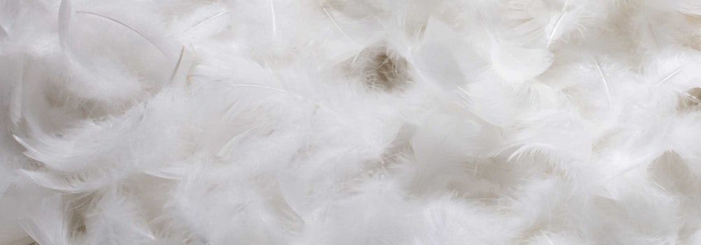 What is Goose Down? Is it Better than Feather?