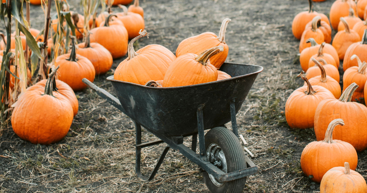 Récolte de citrouilles : Une attraction supplémentaire pour les invités ...