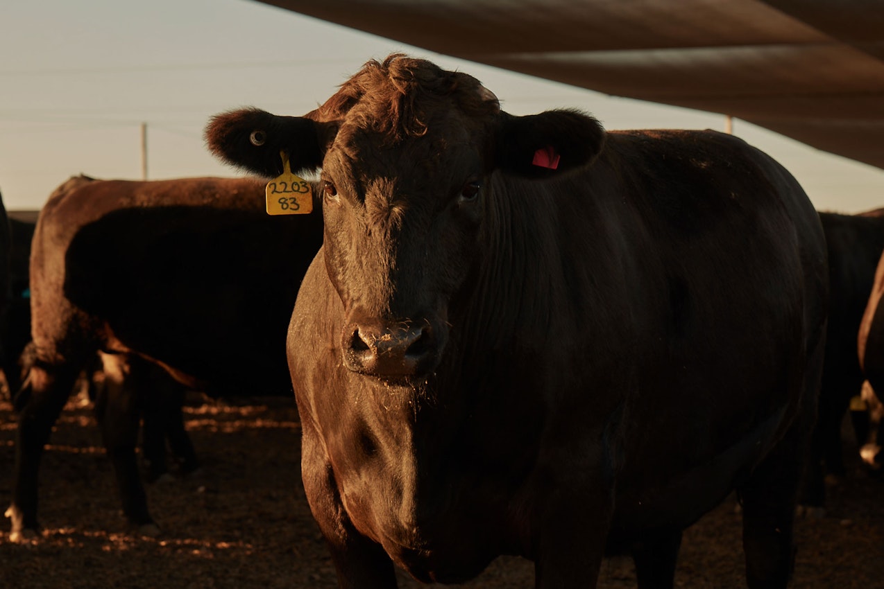 Home | Smithfield Cattle Co.