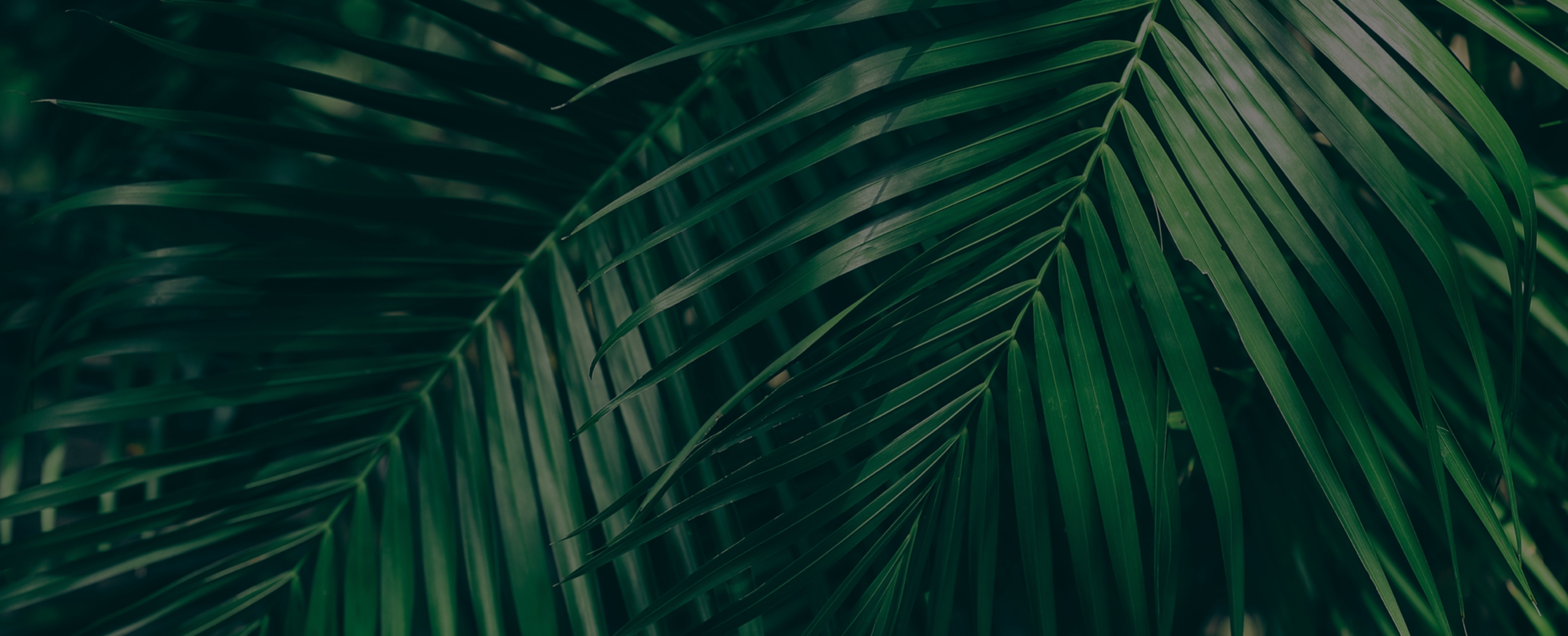 SmartLipo Laser Body Sculpting Procedure in FL