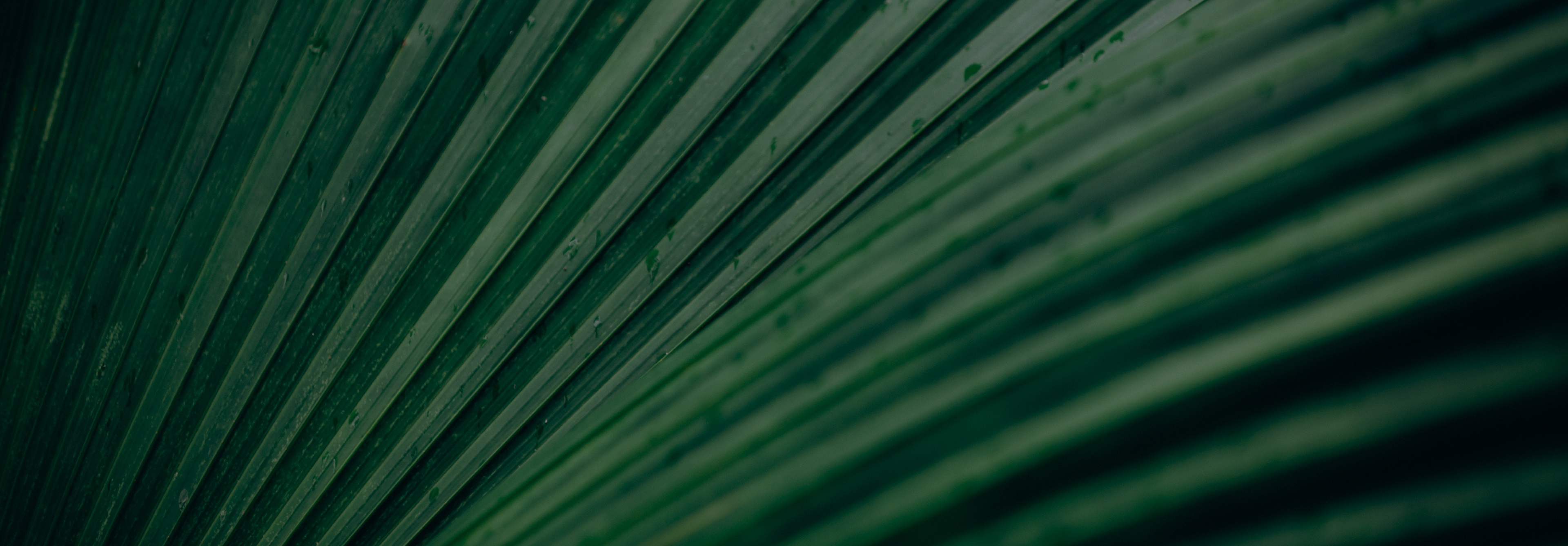 MyEllevate Nonsurgical Neck Lift | Clevens Face and Body Specialists