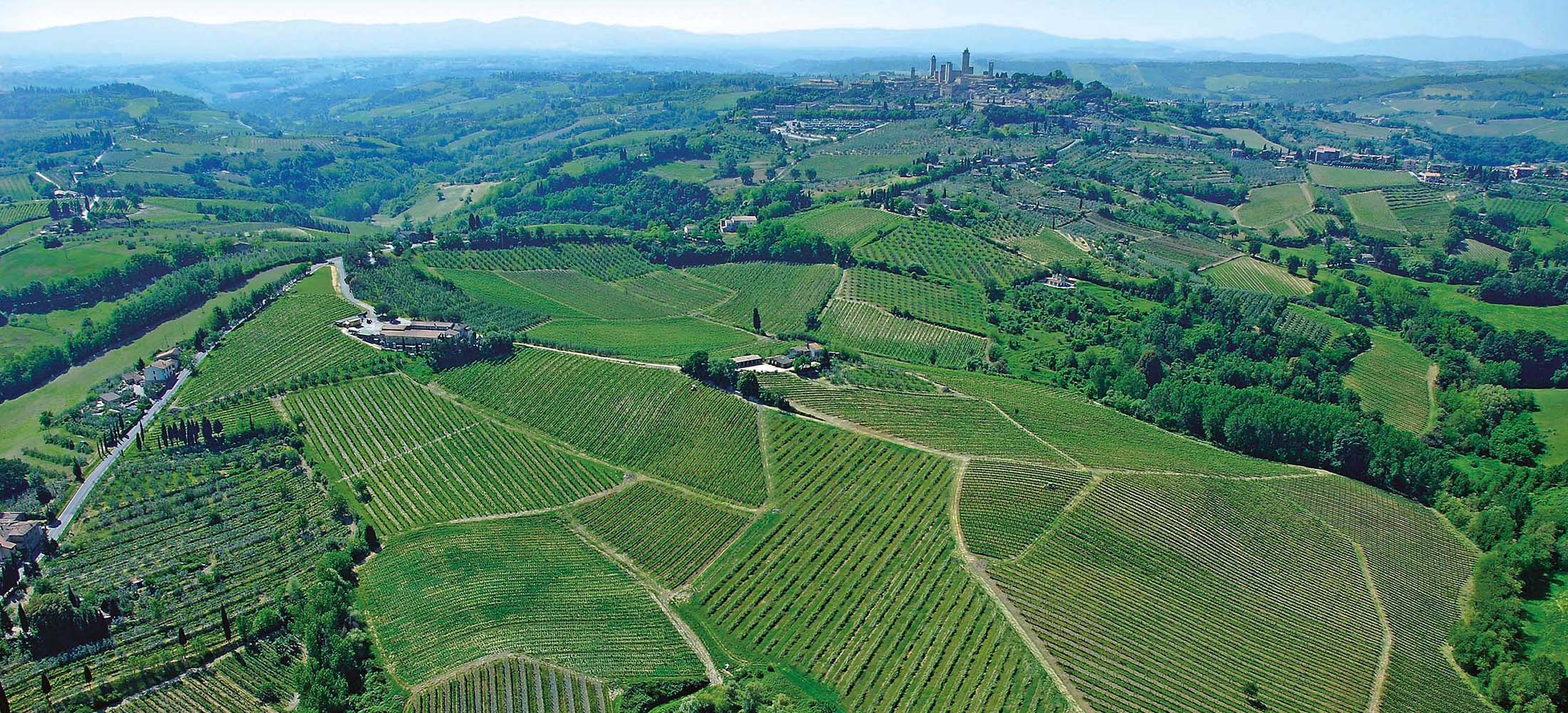 DISCOVER OUR WINES - Casale di Falchini