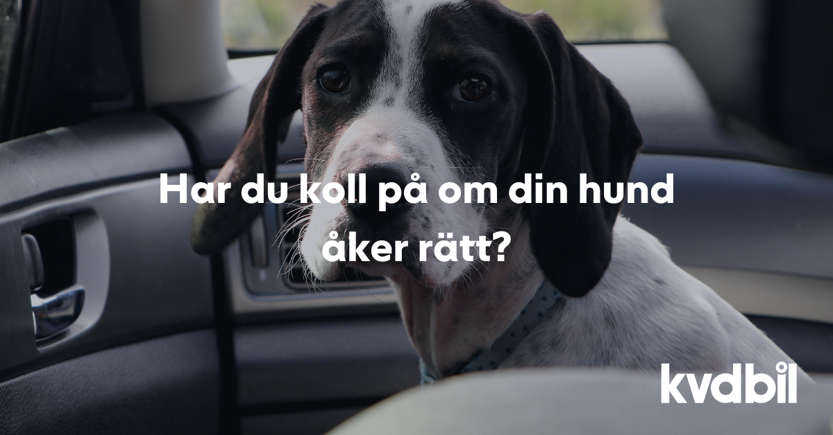 Så många transporterar hunden olagligt i bilen | kvd.se
