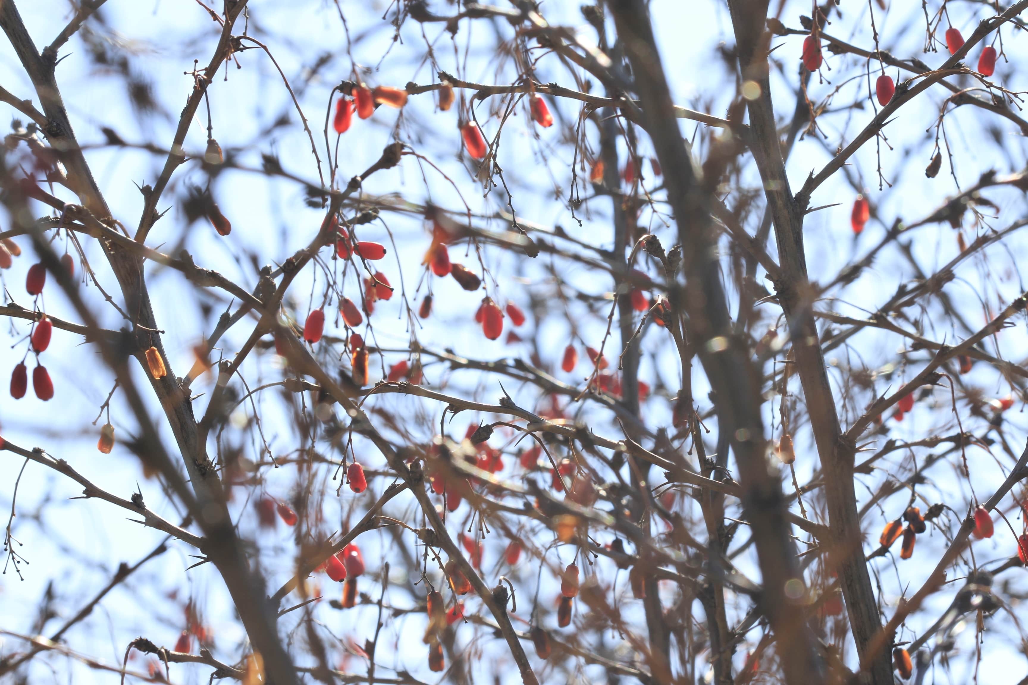 Nature's Ozempic: The Key Facts About Berberine