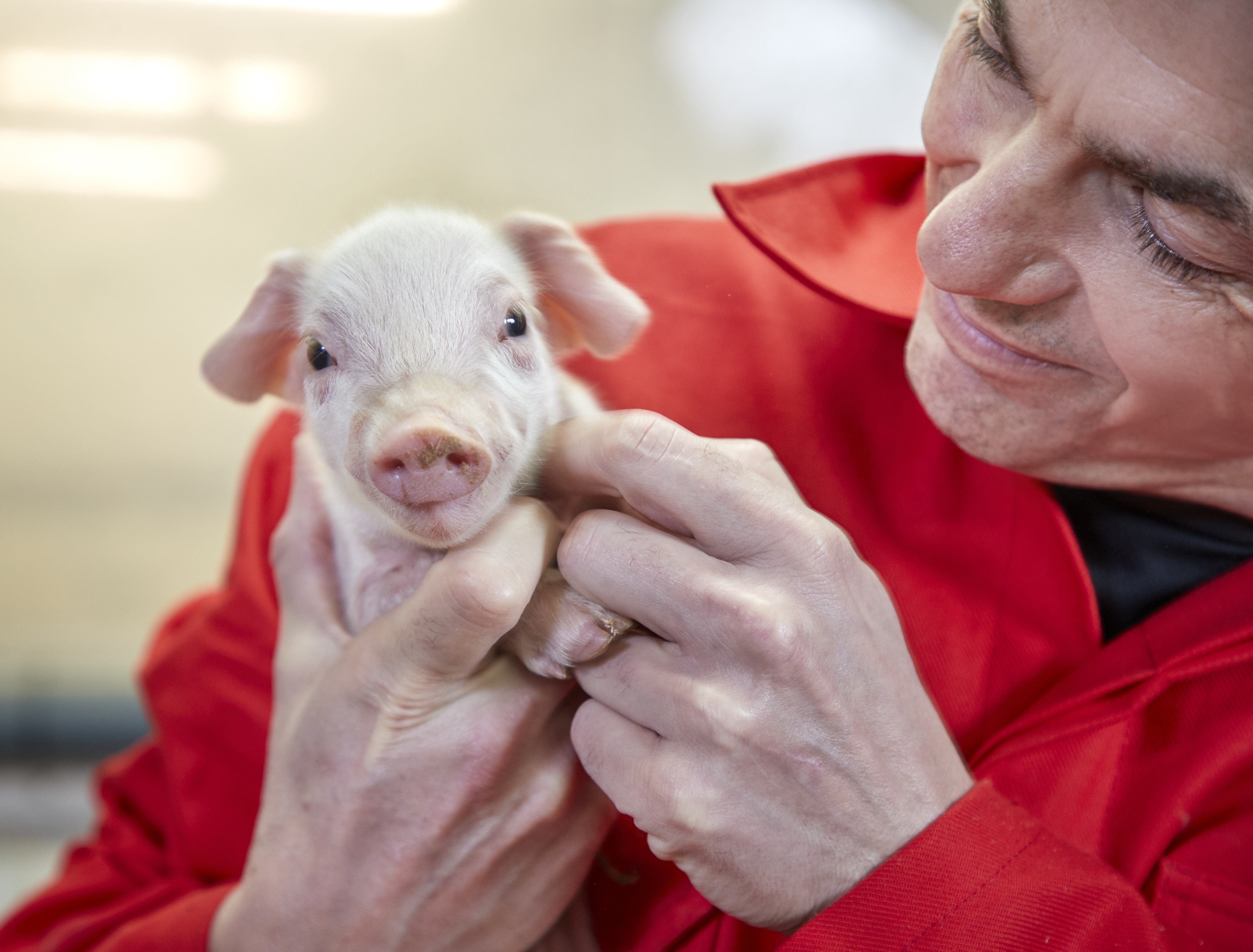 Uniferon® - Dosing of your piglets