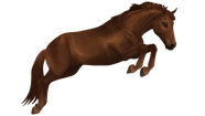 Belgian Warmblood Horse Breed Of Jorvik Star Stable
