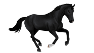 Belgian Warmblood Horse Breed Of Jorvik Star Stable