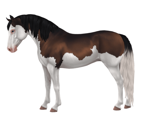 Morgan | Horse breed | Star Stable