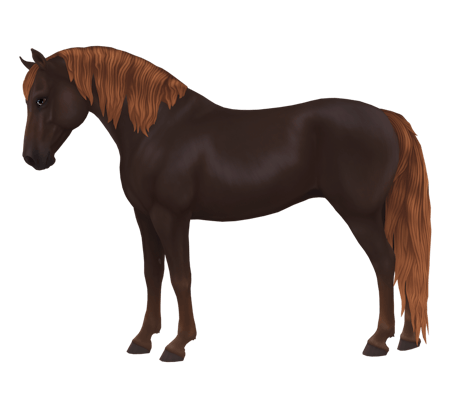Morgan | Horse breed | Star Stable